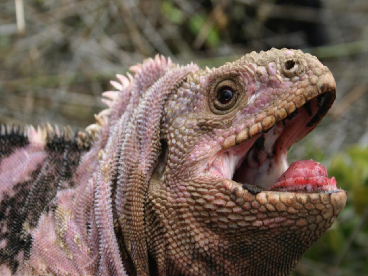 Ricerca, studio genomico ricostruisce l'evoluzione delle iguane delle ...